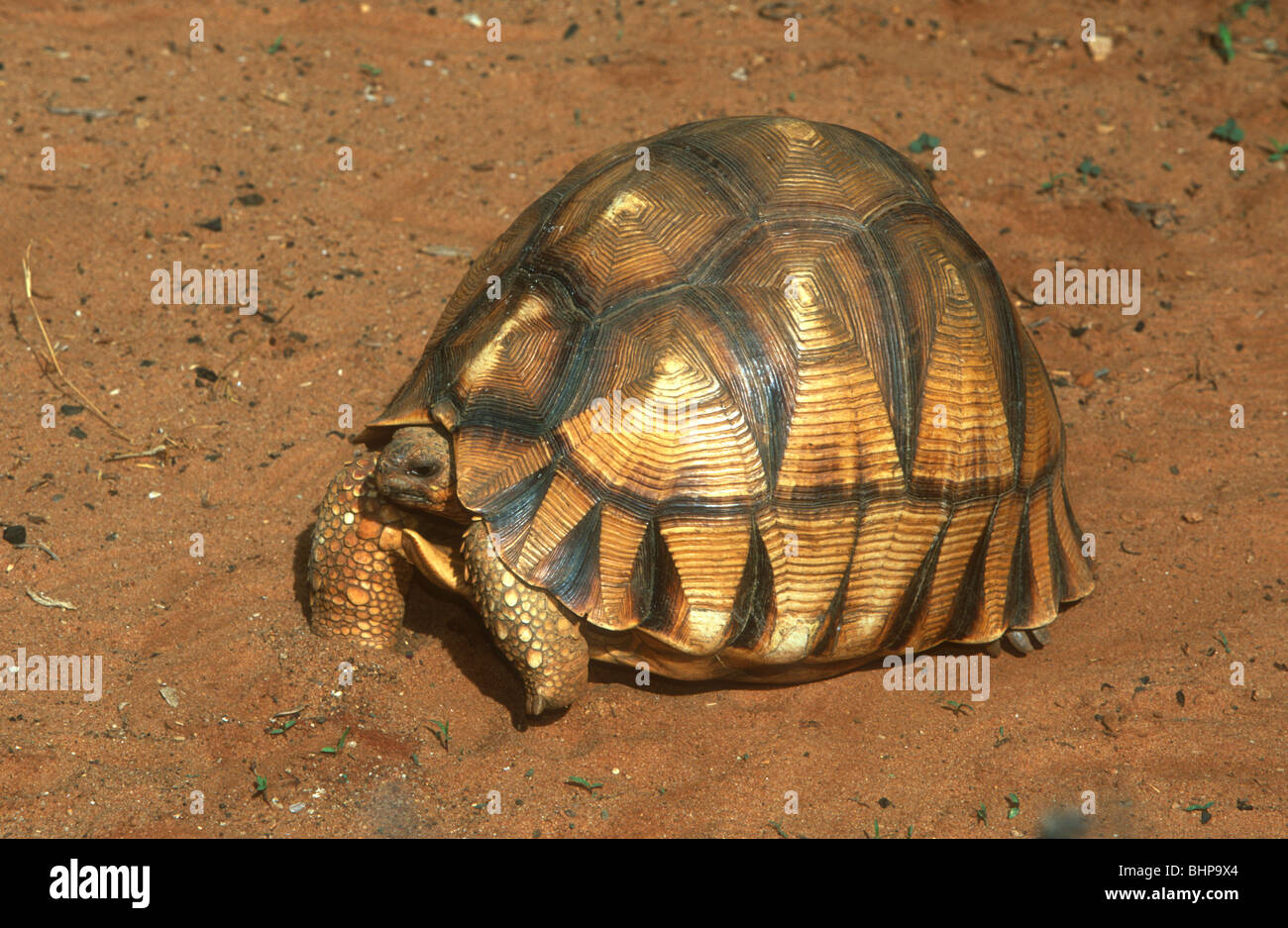 Ploughshare tortoise hi-res stock photography and images - Alamy