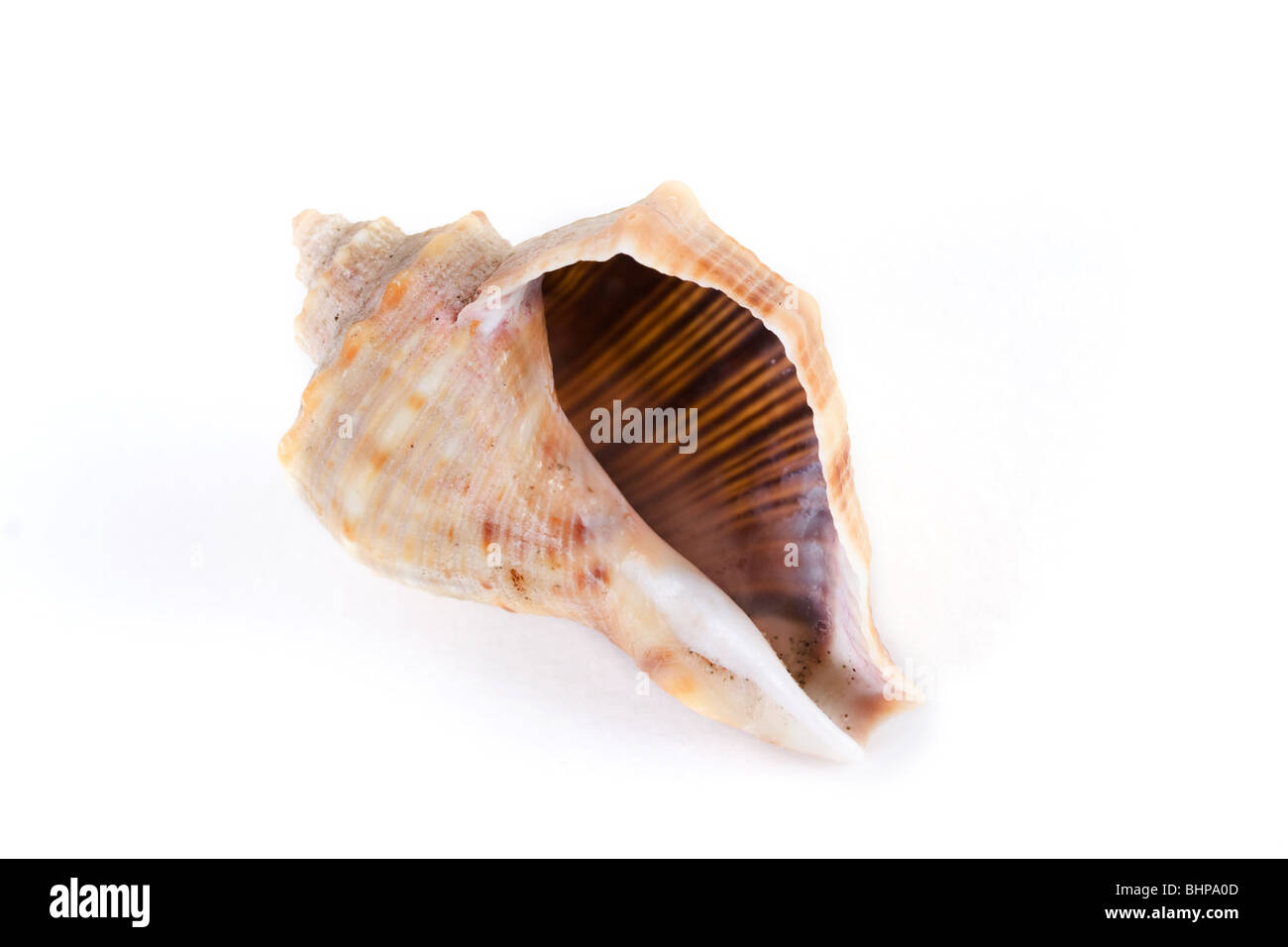 Channeled whelk spiral shell isolated on white background Stock Photo ...