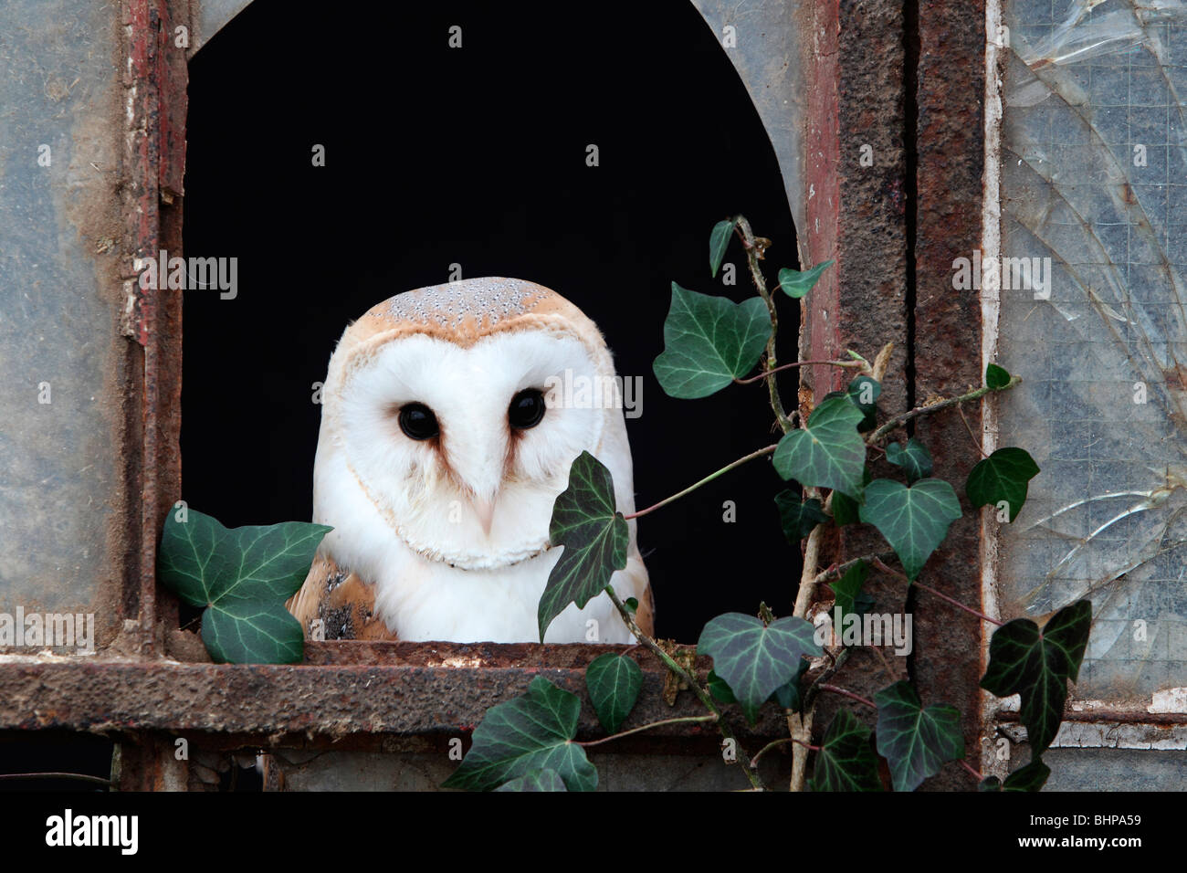 Barn owl, Tyto alba, single bird in old iron and glass window, captive ...