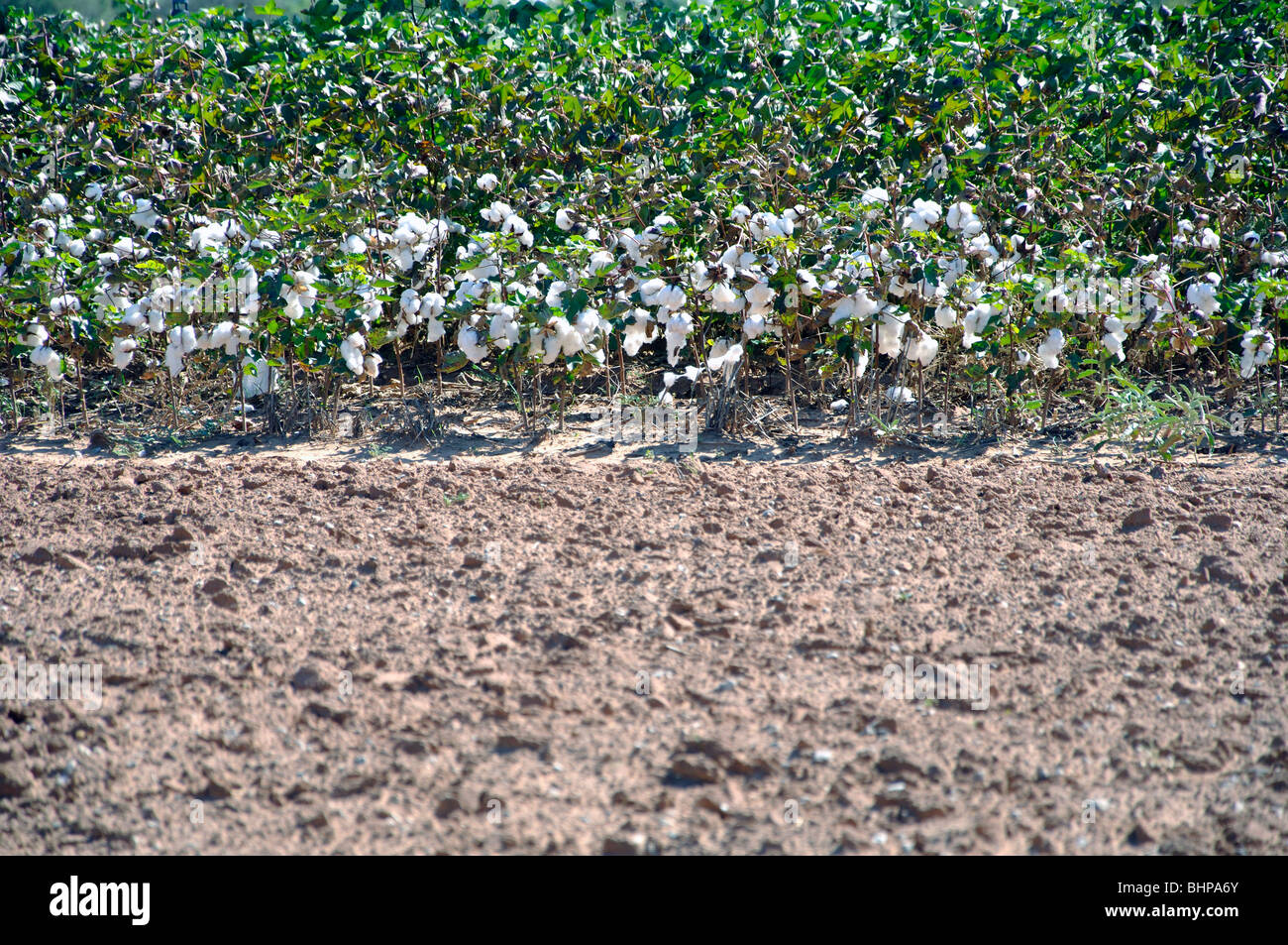 Cotton field on Texas high plains Stock Photo - Alamy