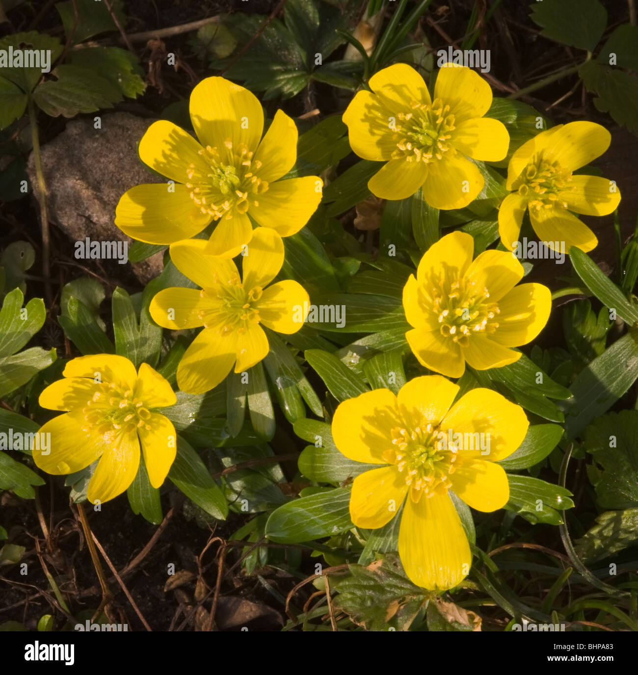 Tuberous rooted flowering plant hi-res stock photography and images - Alamy