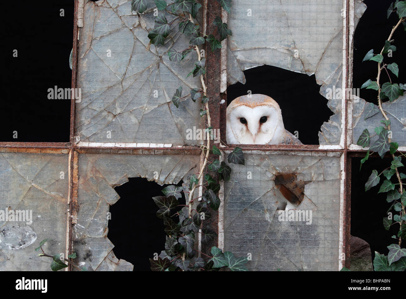 Barn owl, Tyto alba, single bird in old iron and glass window, captive ...