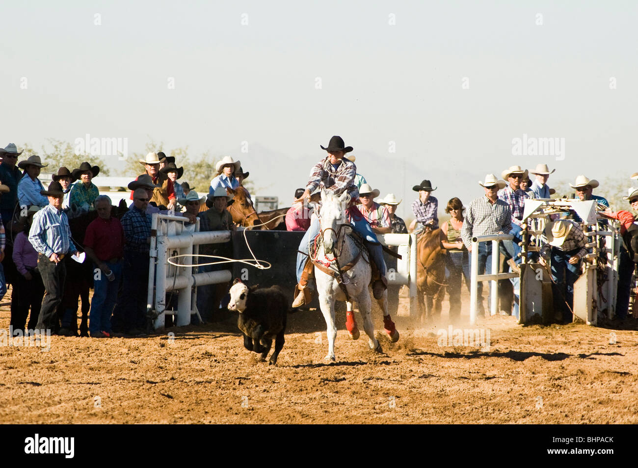 Cowboy riding a horse while roping hi-res stock photography and images ...
