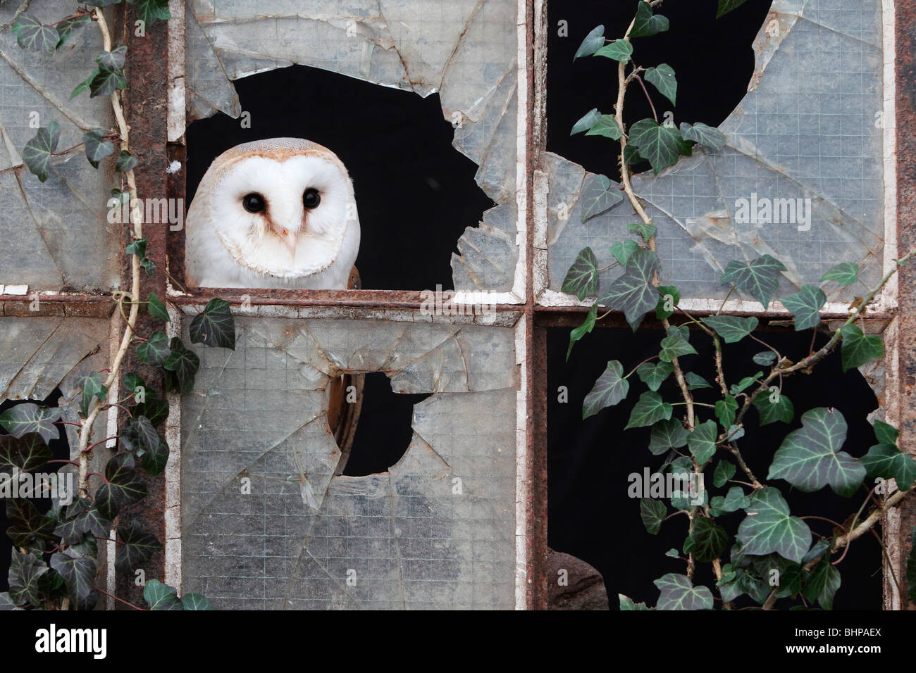 Barn owl, Tyto alba, single bird in old iron and glass window, captive ...