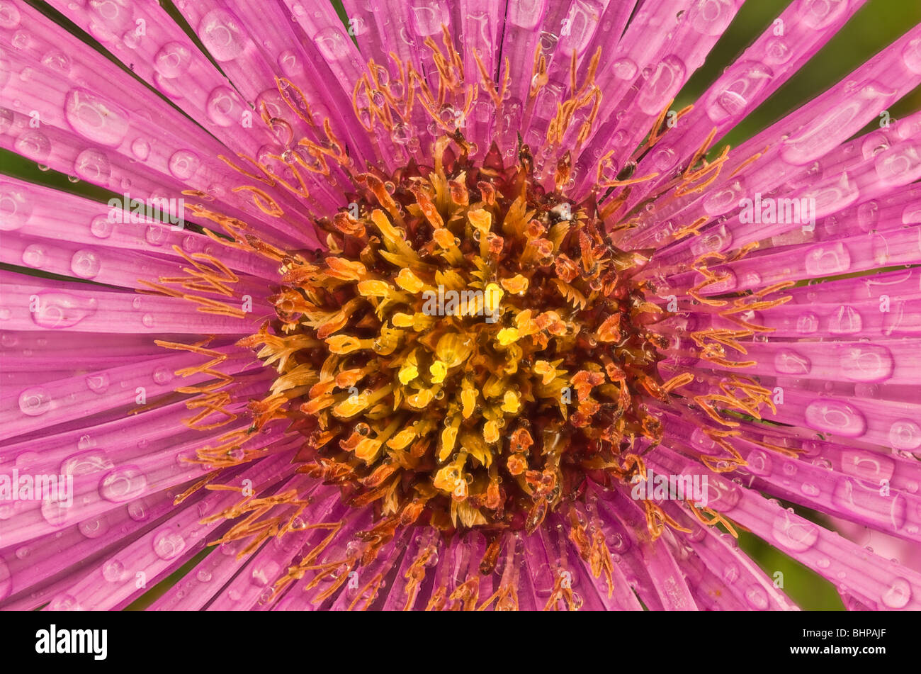 Red aster Asteraceae Stock Photo - Alamy