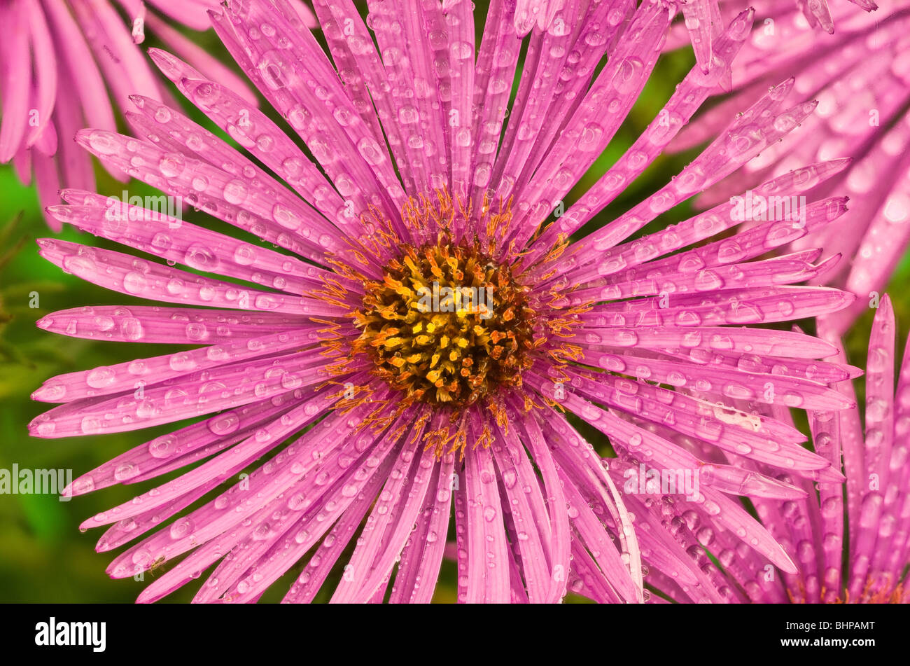 Asteraceae cultivation hi-res stock photography and images - Alamy