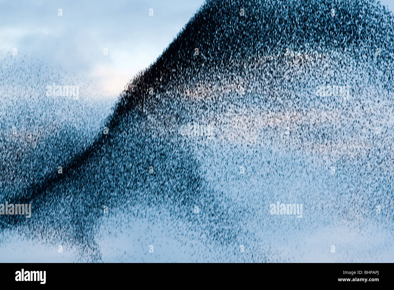 Starling (Sturnus vulgaris) flock or "murmuration" above Ham Wall RSPB ...