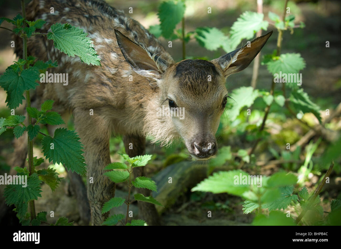 One hour old red deer fawn in Dorset England UK Stock Photo - Alamy