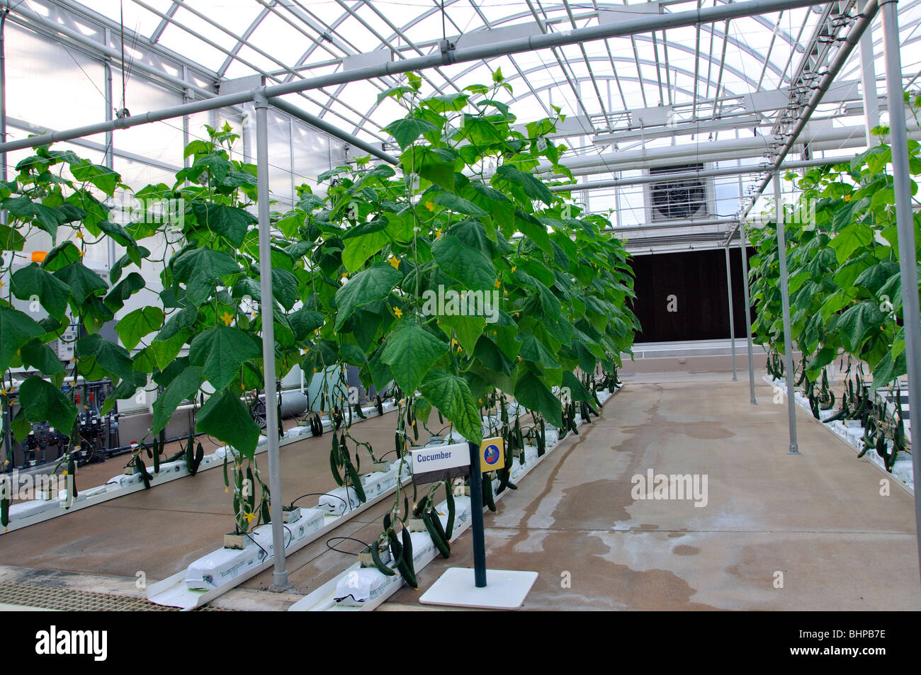 Hydroponic garden at Epcot, Disneyworld,Orlando, Florida, USA Stock ...