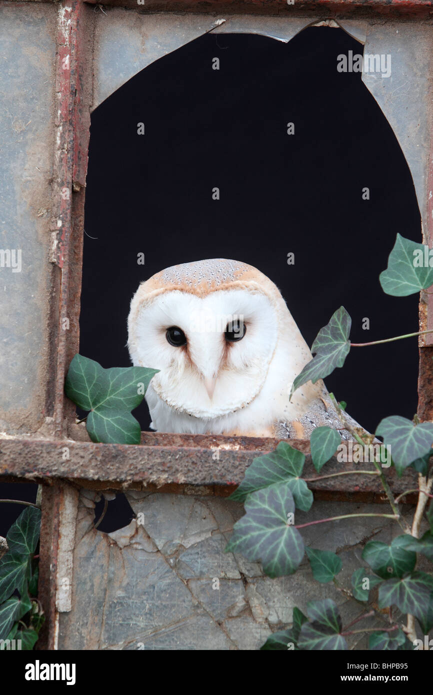 Barn owl, Tyto alba, single bird in old iron and glass window, captive ...