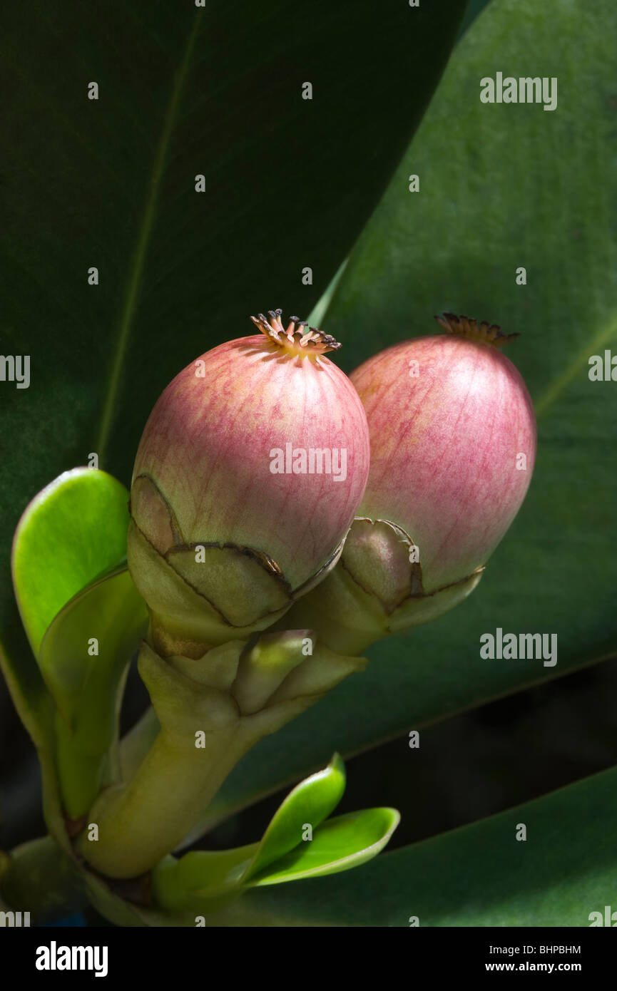Kufa Clusia sp. seed capsules Kaieteur National Park Guiana Shield ...