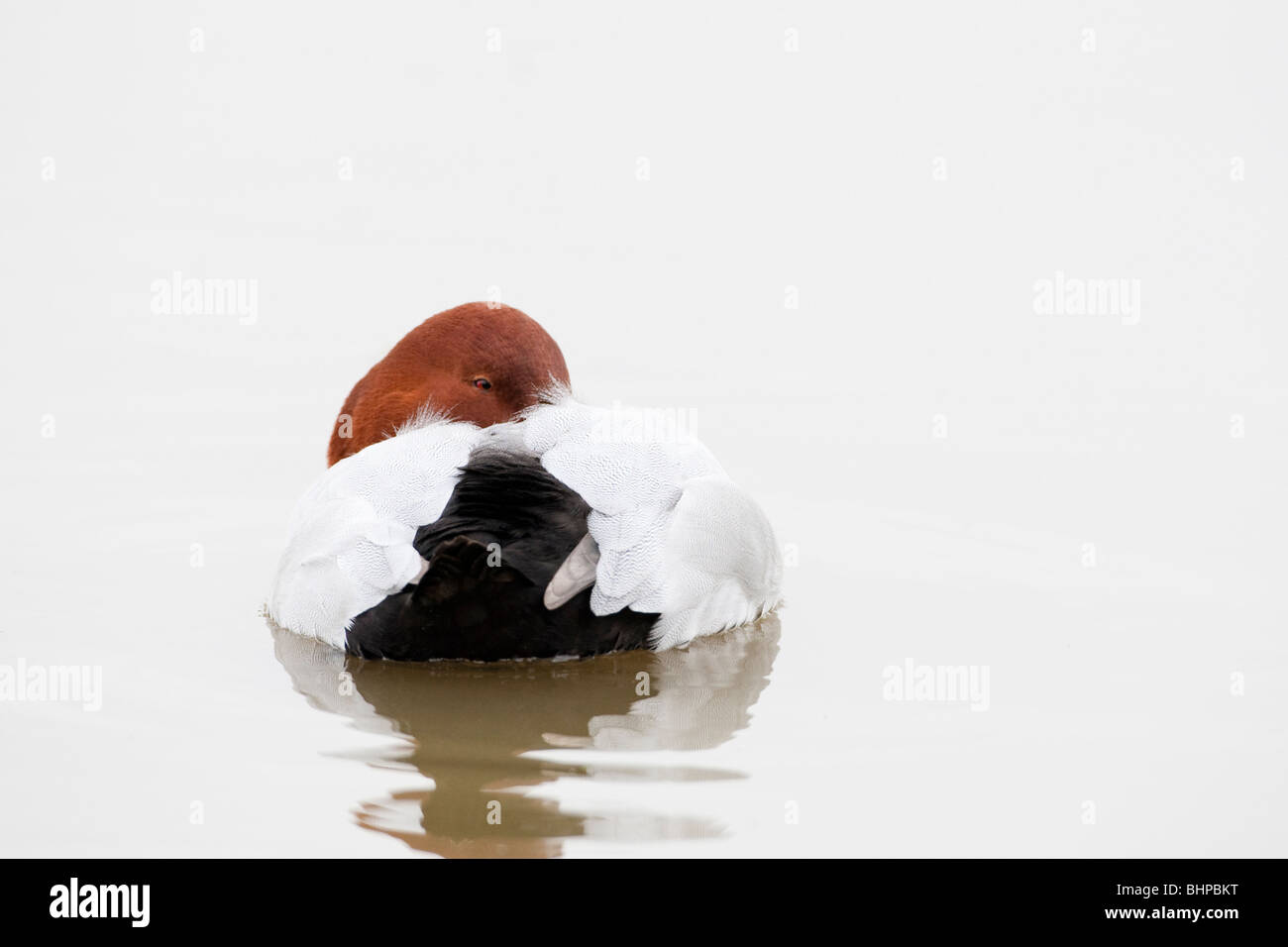 Somerset levels Cut Out Stock Images & Pictures - Alamy
