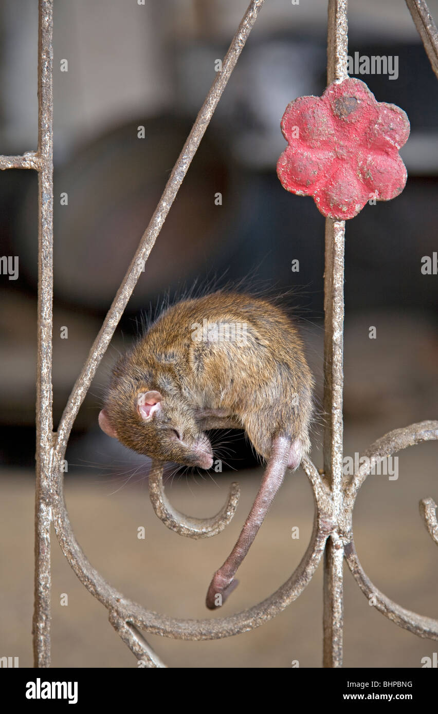Sleeping rat. Karni Mata Temple (Rats Temple). Deshnok (near Bikaner ...