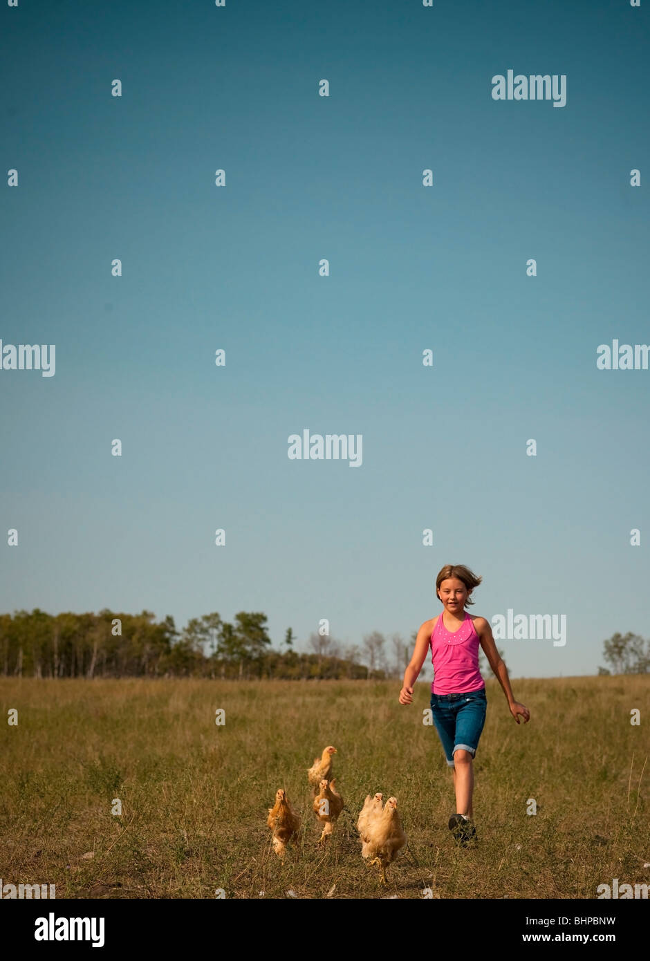 Ten Year Old Girl Folling Flock Of Heritage Breed, Free-Range Chickens ...