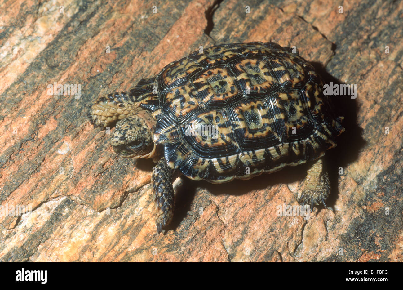 Speckled Padloper, Homopus signatus, Namaqualand Stock Photo - Alamy
