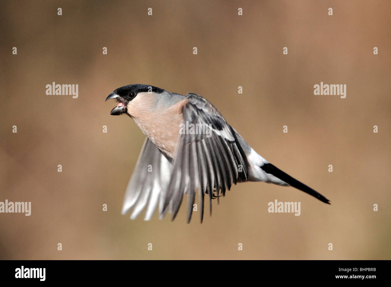 Bullfinch flying uk hi-res stock photography and images - Alamy