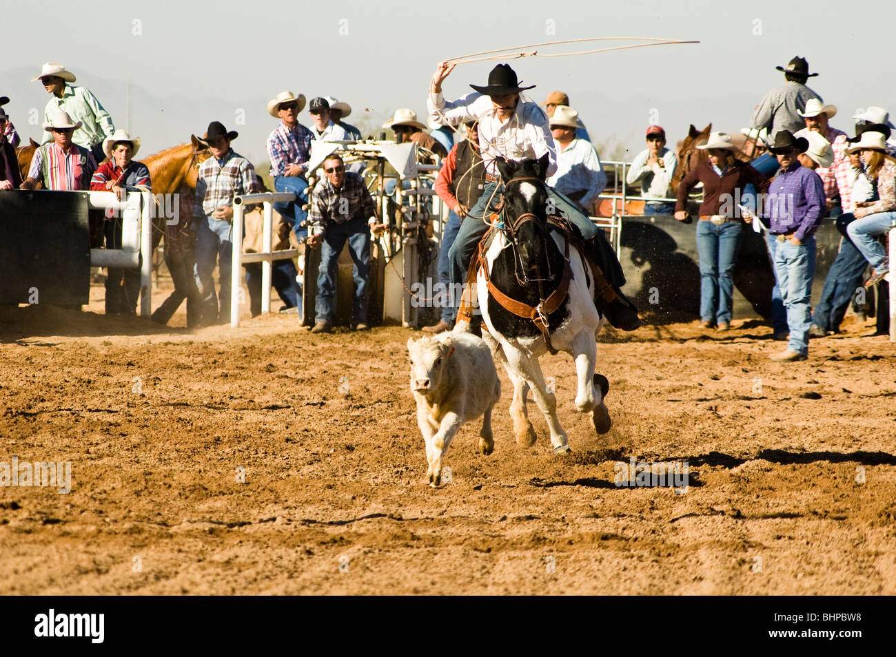 a cowboy competes in the tie-down roping event at a high school rodeo ...