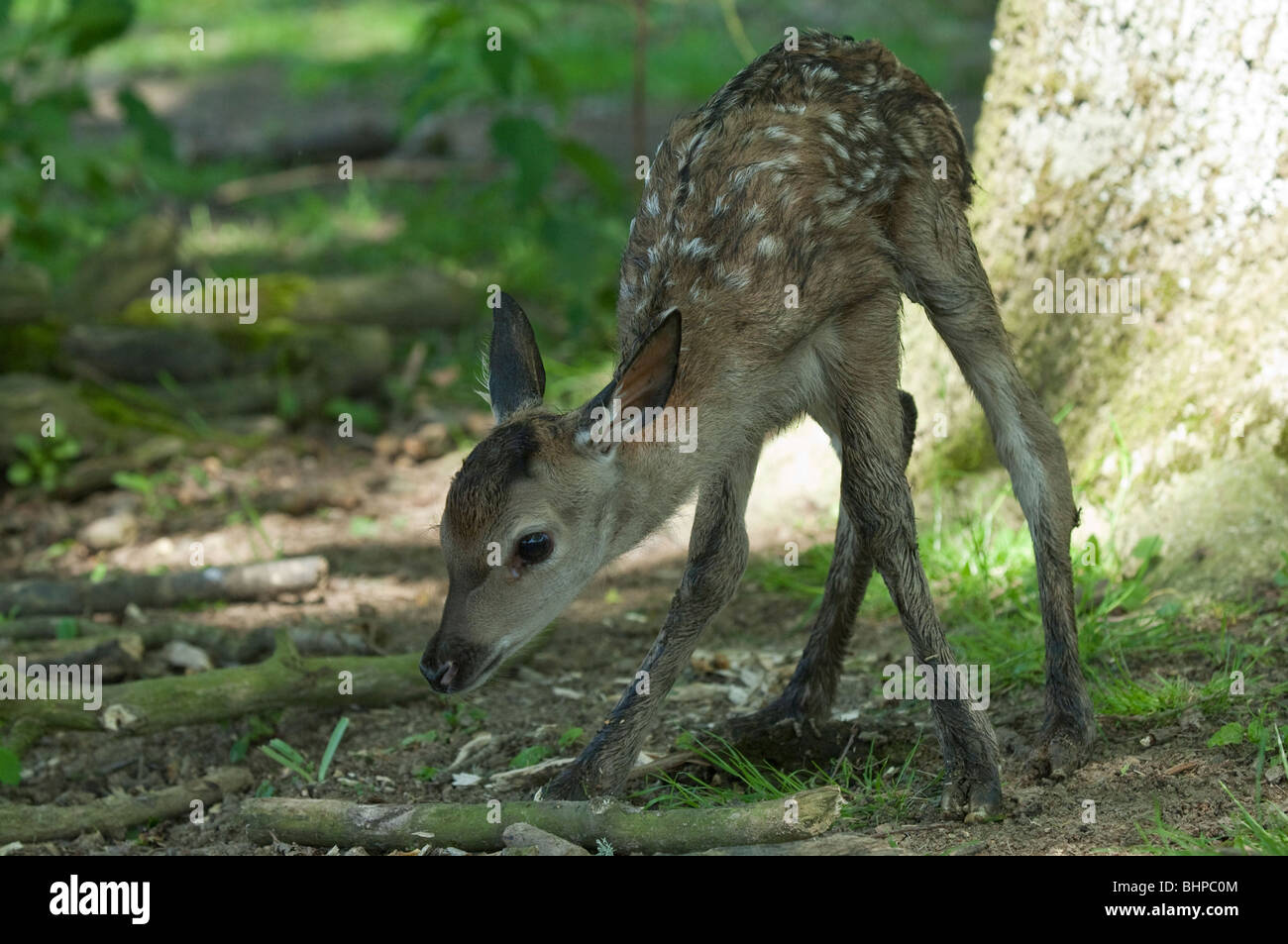 Fawn colour hi-res stock photography and images - Alamy