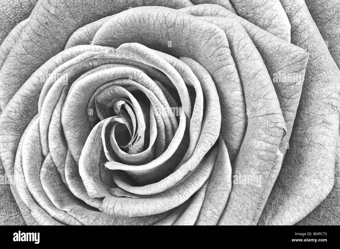 B&w image of a rose Stock Photo - Alamy