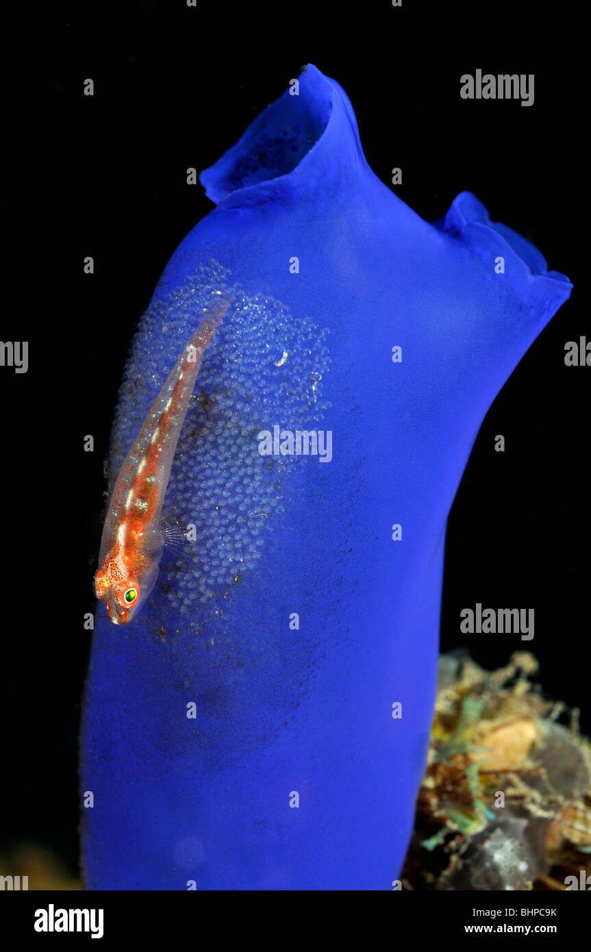 Pleurosicya mossambica, Polycarpa sp., Toothy goby laying eggs on Sea ...