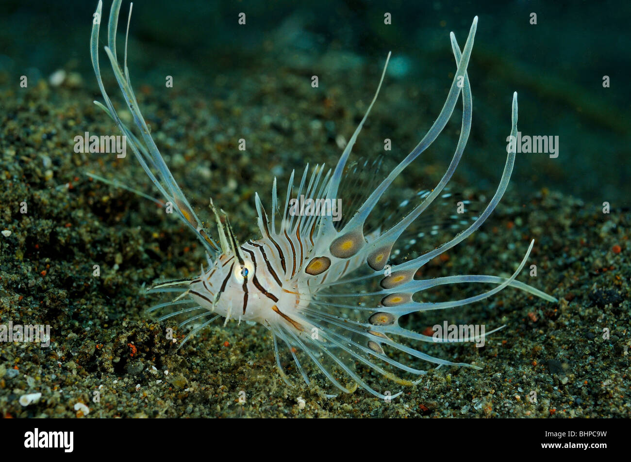 Indo pacific common lionfish hi-res stock photography and images - Alamy