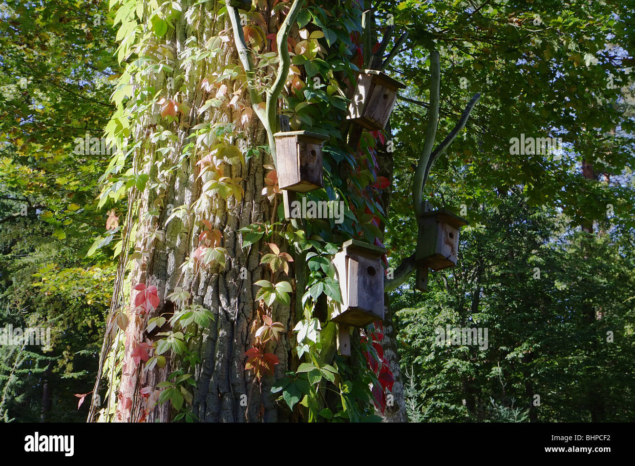 Wood feeders hi-res stock photography and images - Alamy