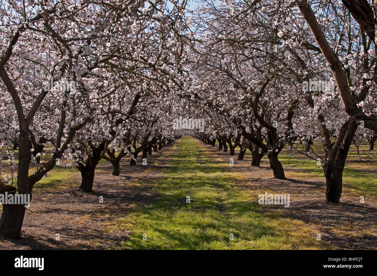 California central valley almond orchards hi-res stock photography and ...