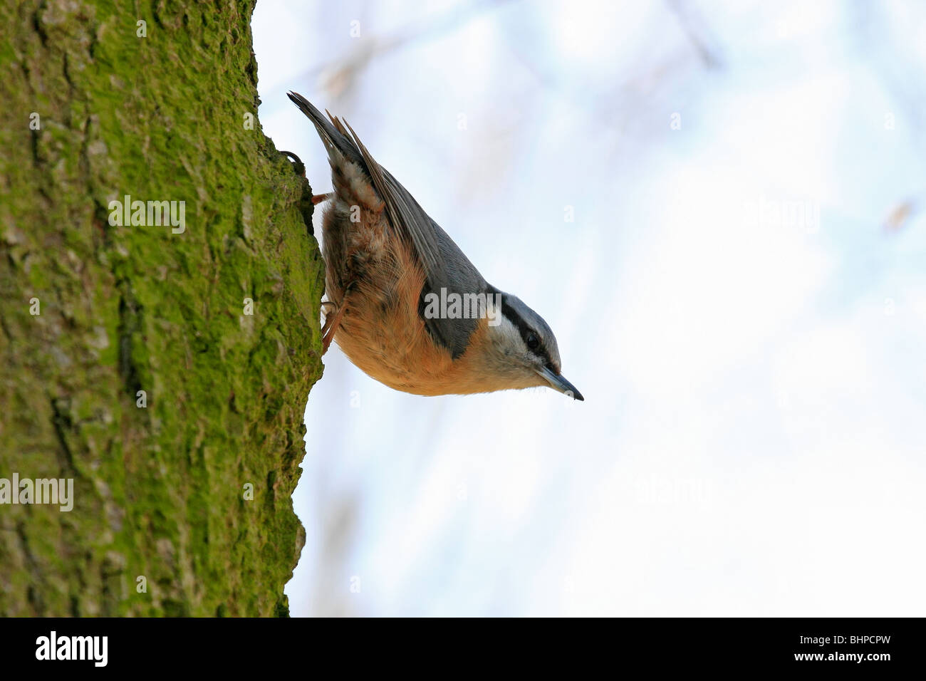 nuthatch on a tree Stock Photo - Alamy