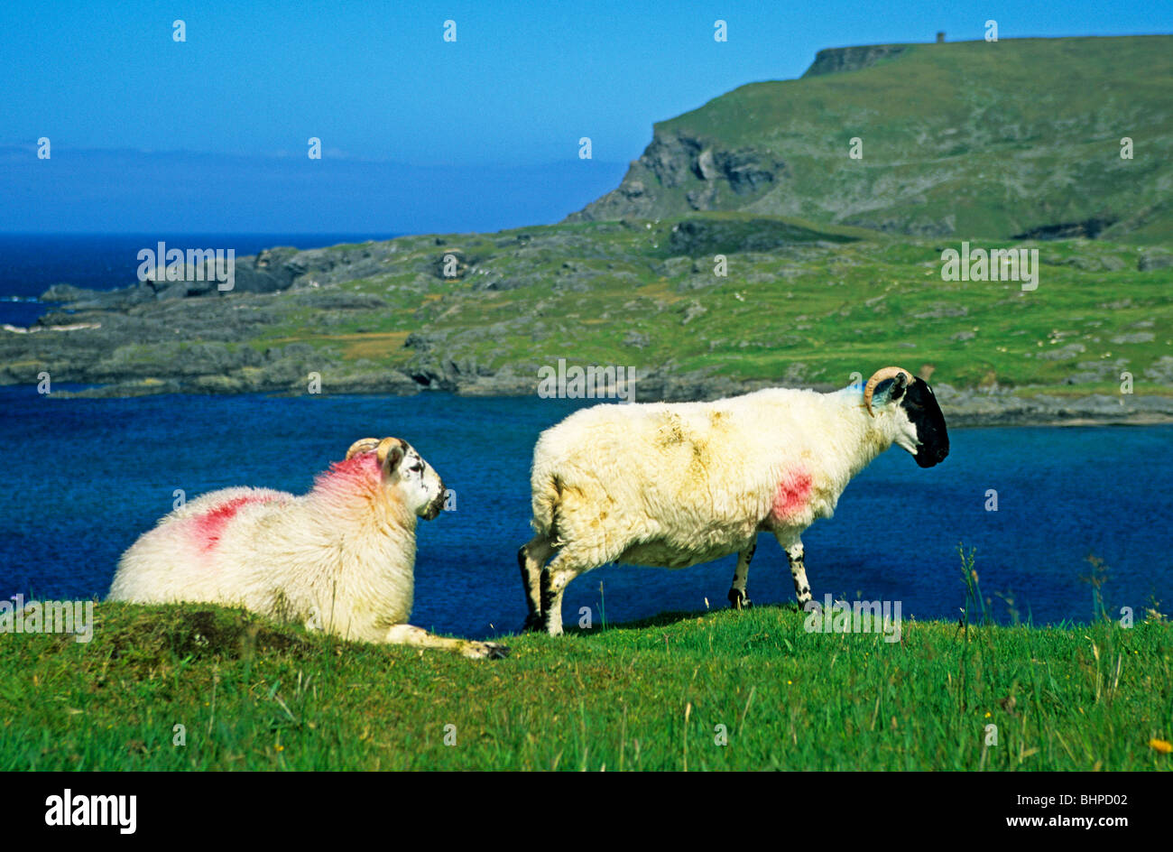 County donegal ireland sheep near hi-res stock photography and images ...