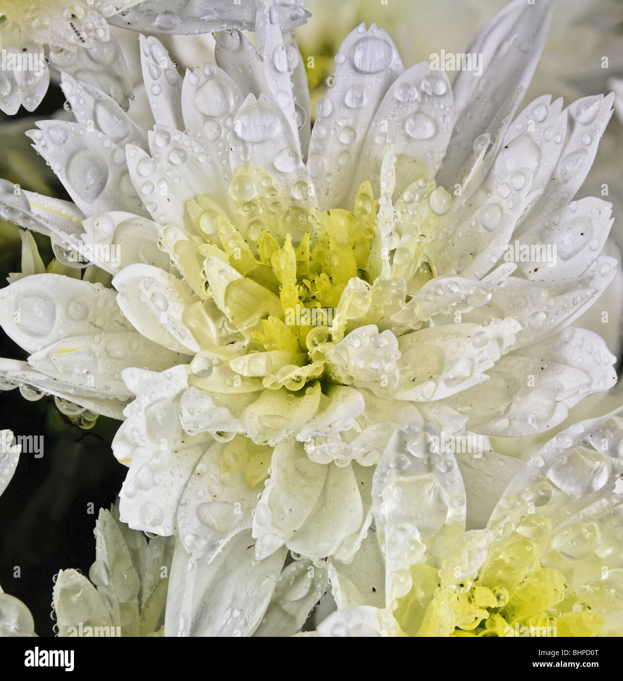 White aster Asteraceae Stock Photo - Alamy