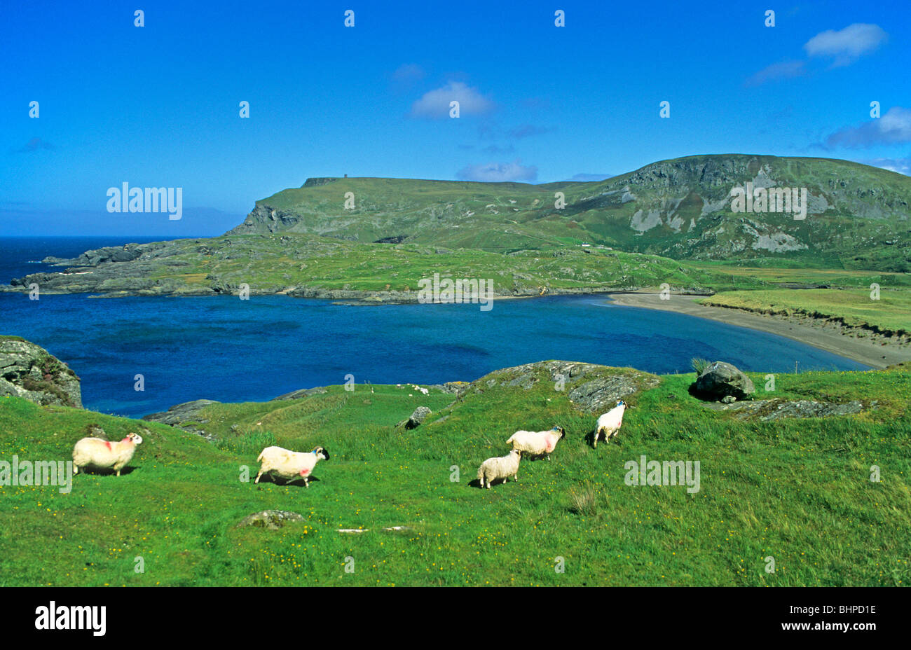 County donegal ireland sheep near hi-res stock photography and images ...