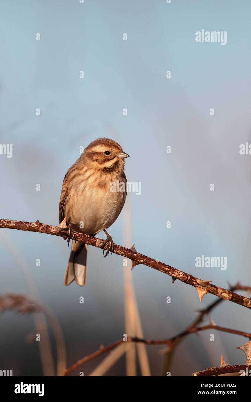 Bramble bird hi-res stock photography and images - Alamy
