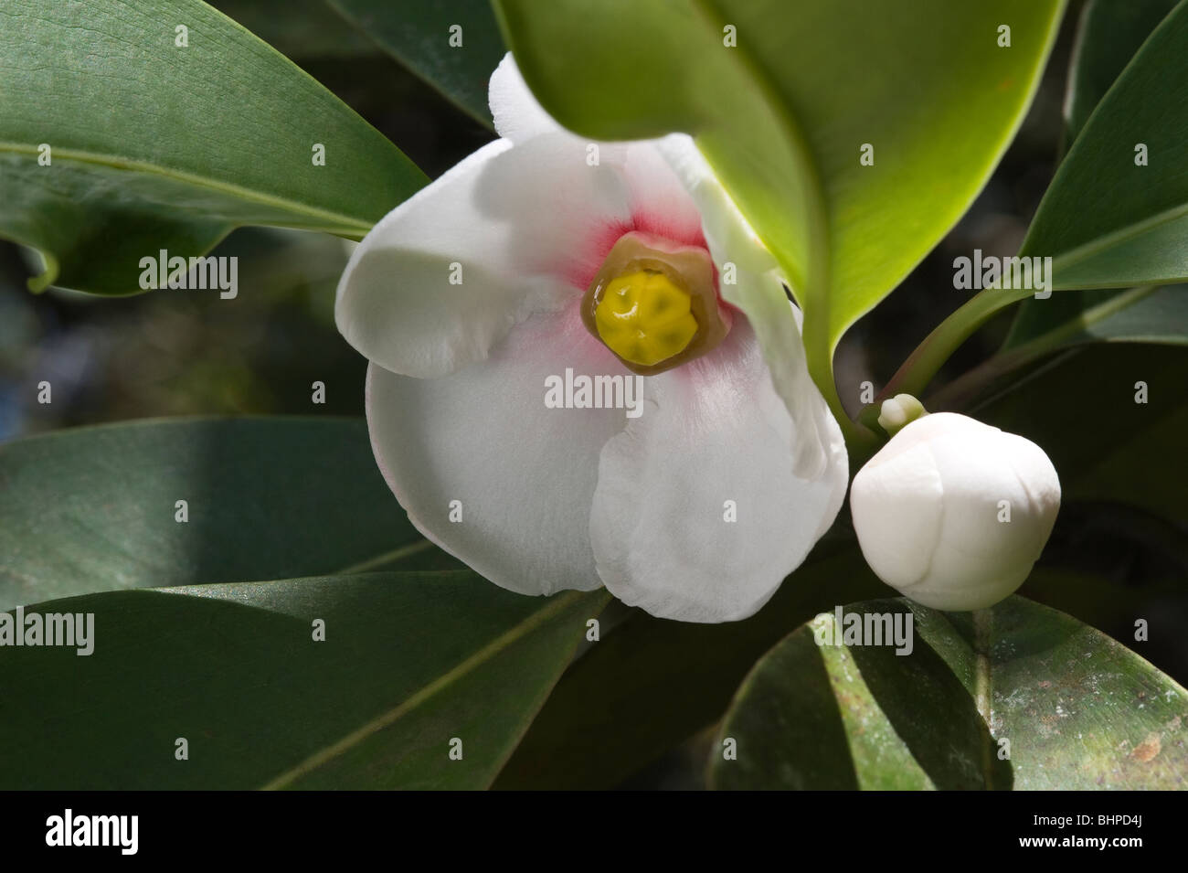 Kufa Clusia sp. flower and bud Kaieteur National Park Guiana Shield ...