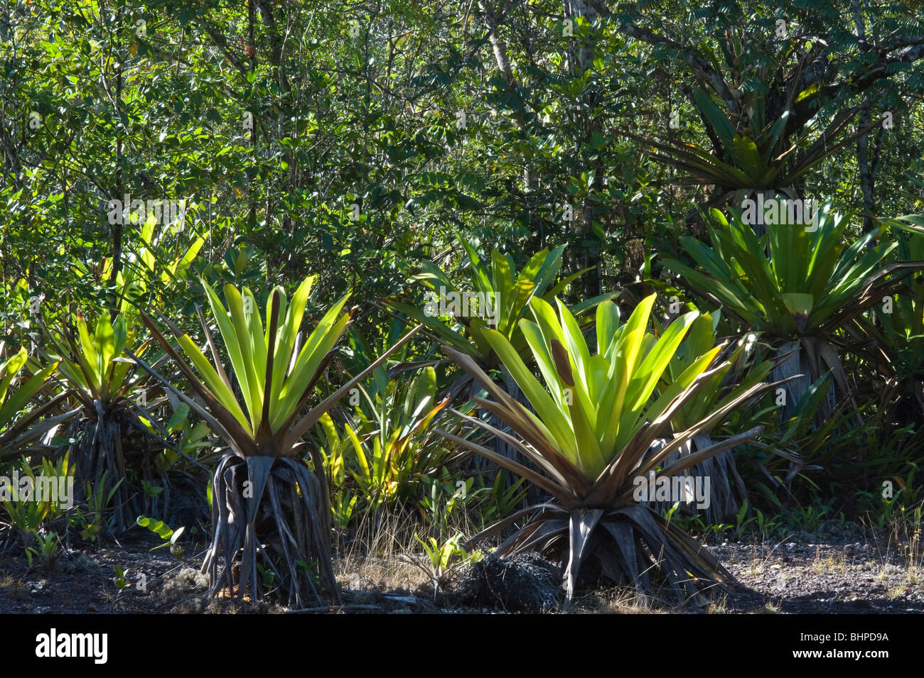 Giant Tank Bromeliad (Brocchinia micrantha) habitat rainforest Kaieteur ...