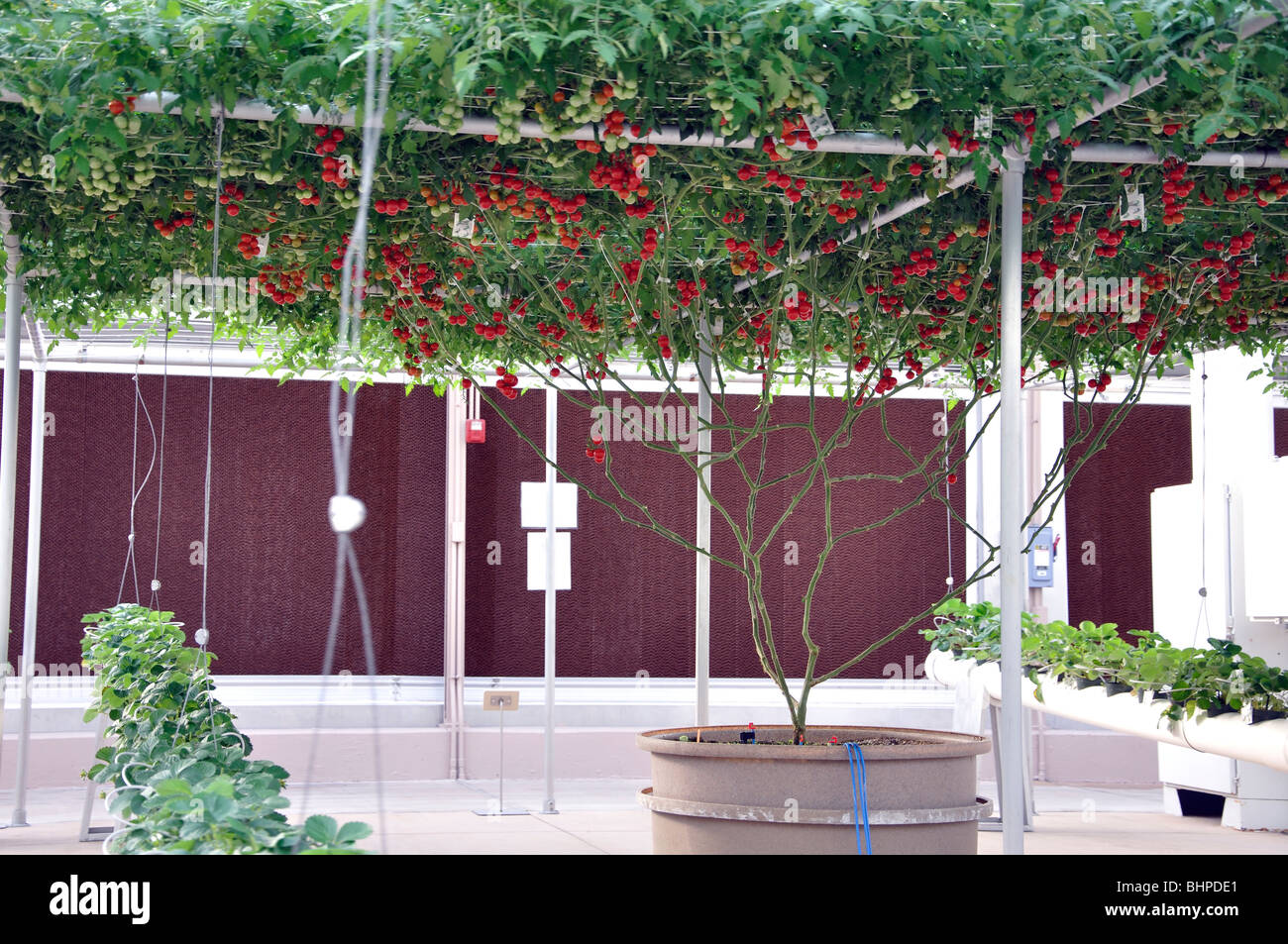 Hydroponic garden hydroponics biotechnology epcot hi-res stock ...