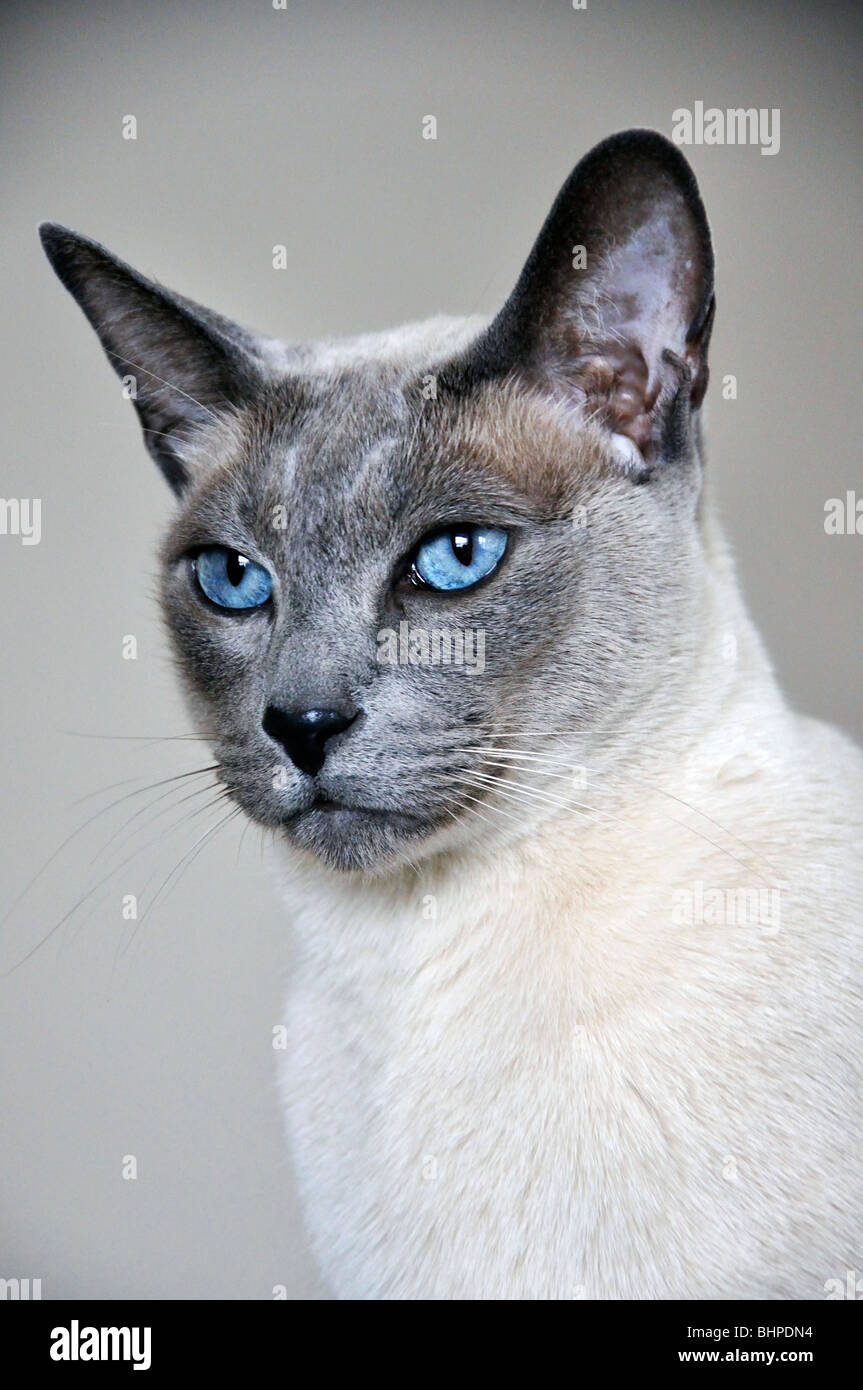 Siamese bluepoint hi-res stock photography and images - Alamy