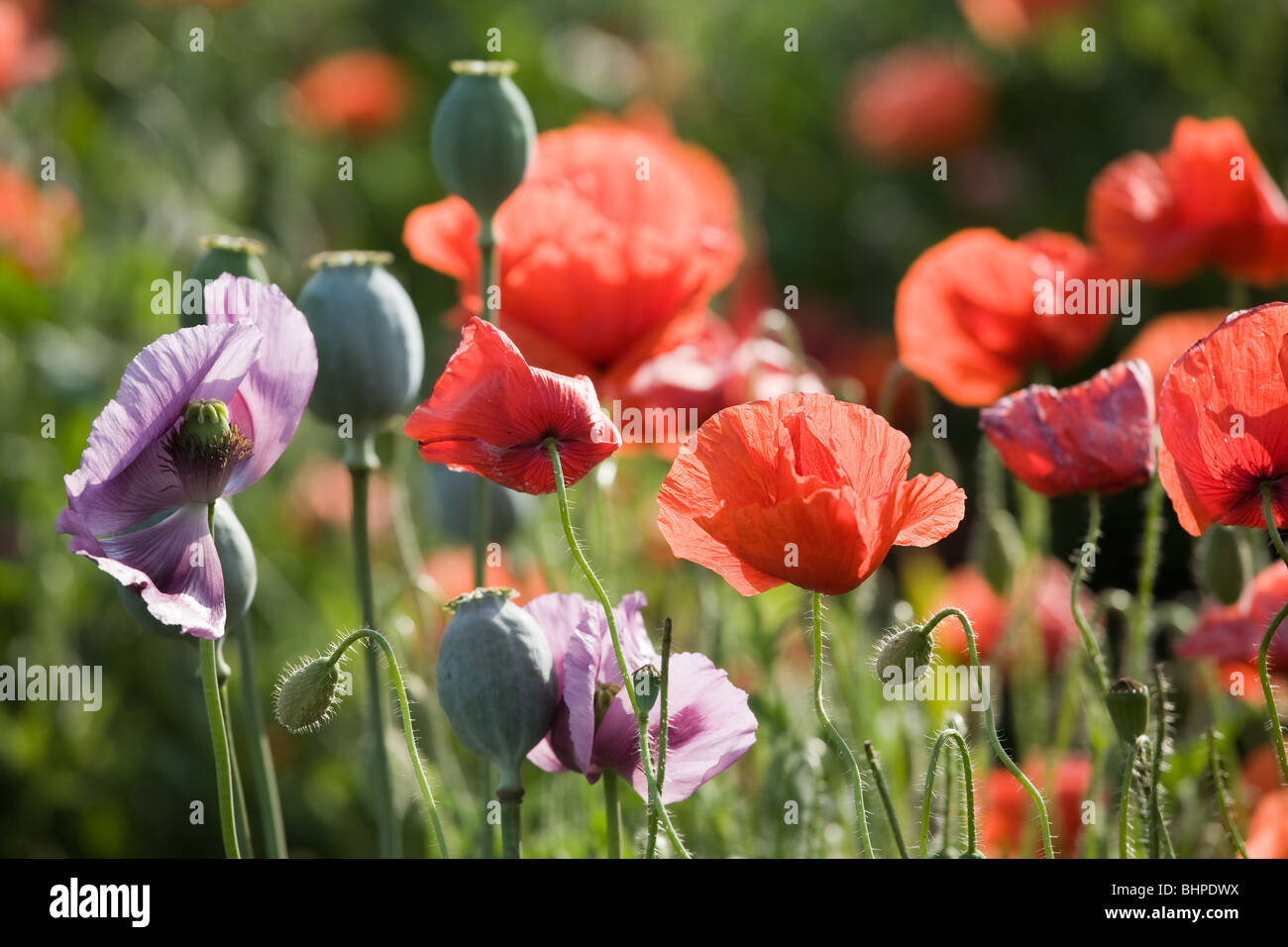 Red poppy bloom field with white and violet flowers Stock Photo - Alamy