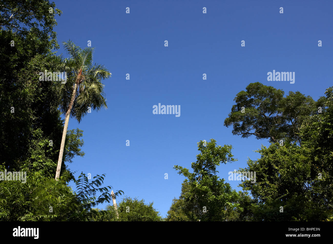 Tropical rainforest canopy trees hi-res stock photography and images ...
