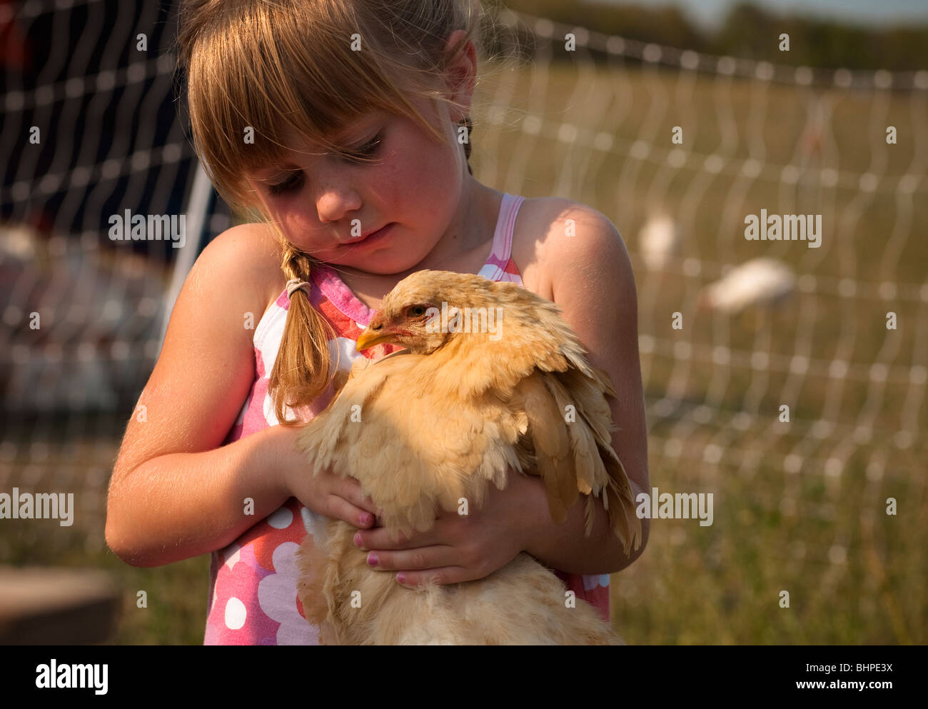 Five Year Old Girl Holding Heritage Breed Of Free Range Chicken ...