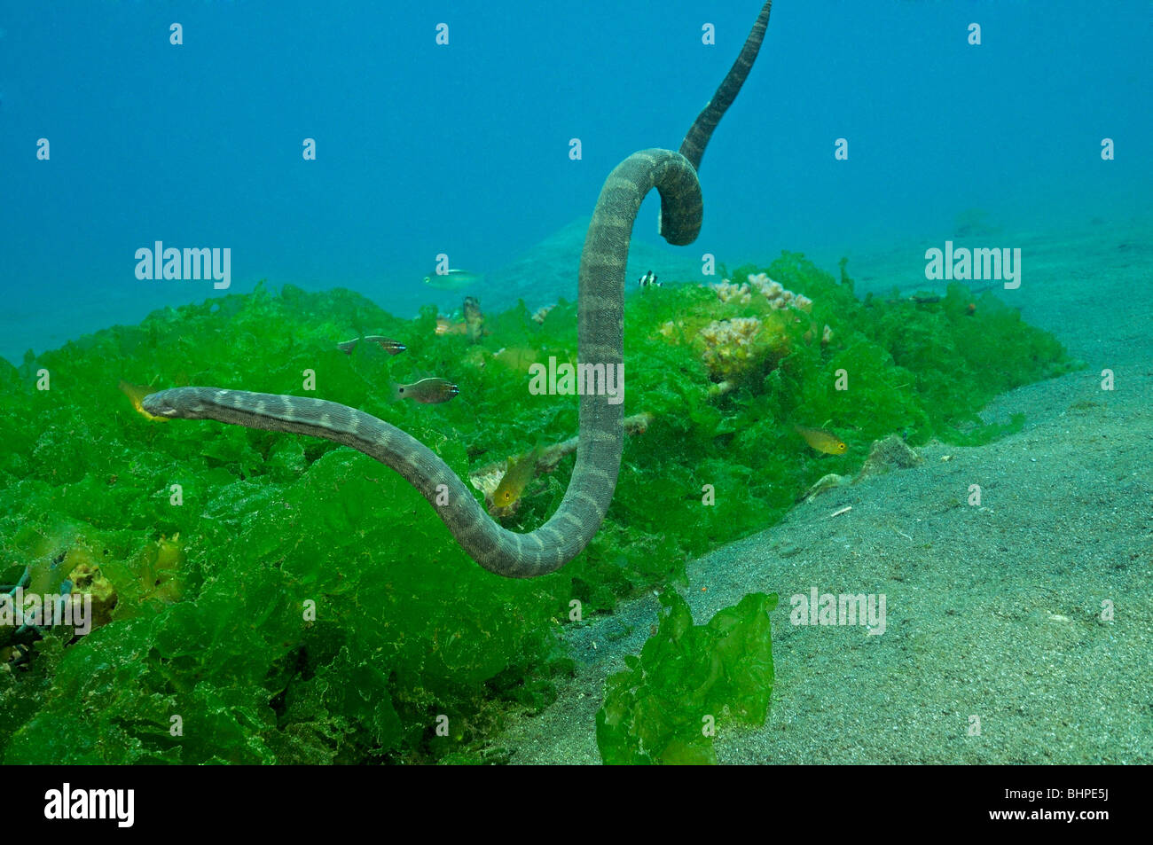 Enhydrina schistosa, Beaked sea snake, Secret Bay, Gilimanuk, Bali ...