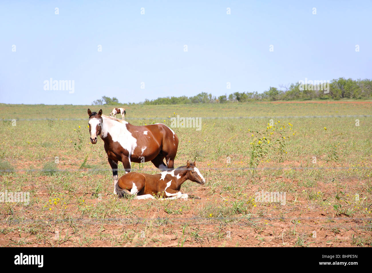 Texan horse hi-res stock photography and images - Alamy