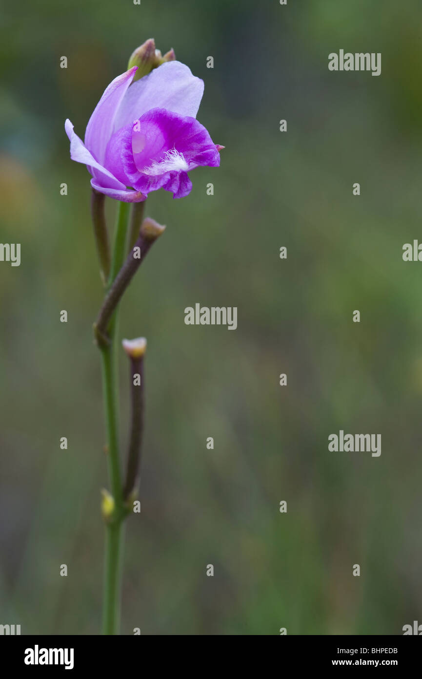 Epistephium hi-res stock photography and images - Alamy