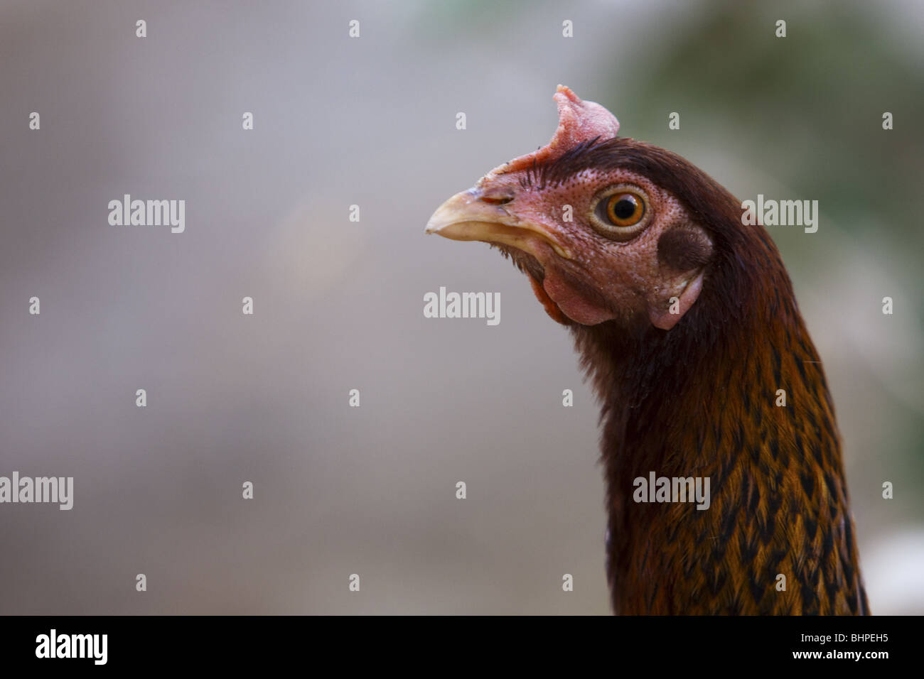 Indian Chicken head shot Stock Photo - Alamy