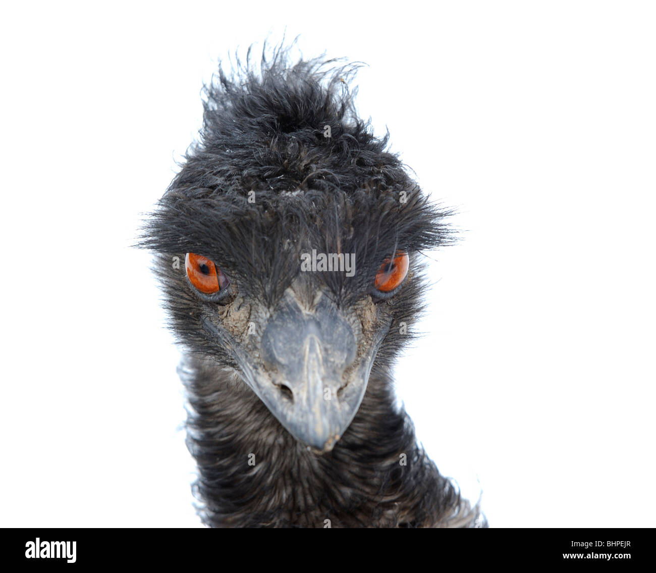 Cassowa High Resolution Stock Photography and Images - Alamy