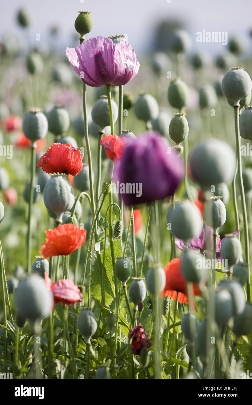 Violet poppy flower blossom hi-res stock photography and images - Alamy
