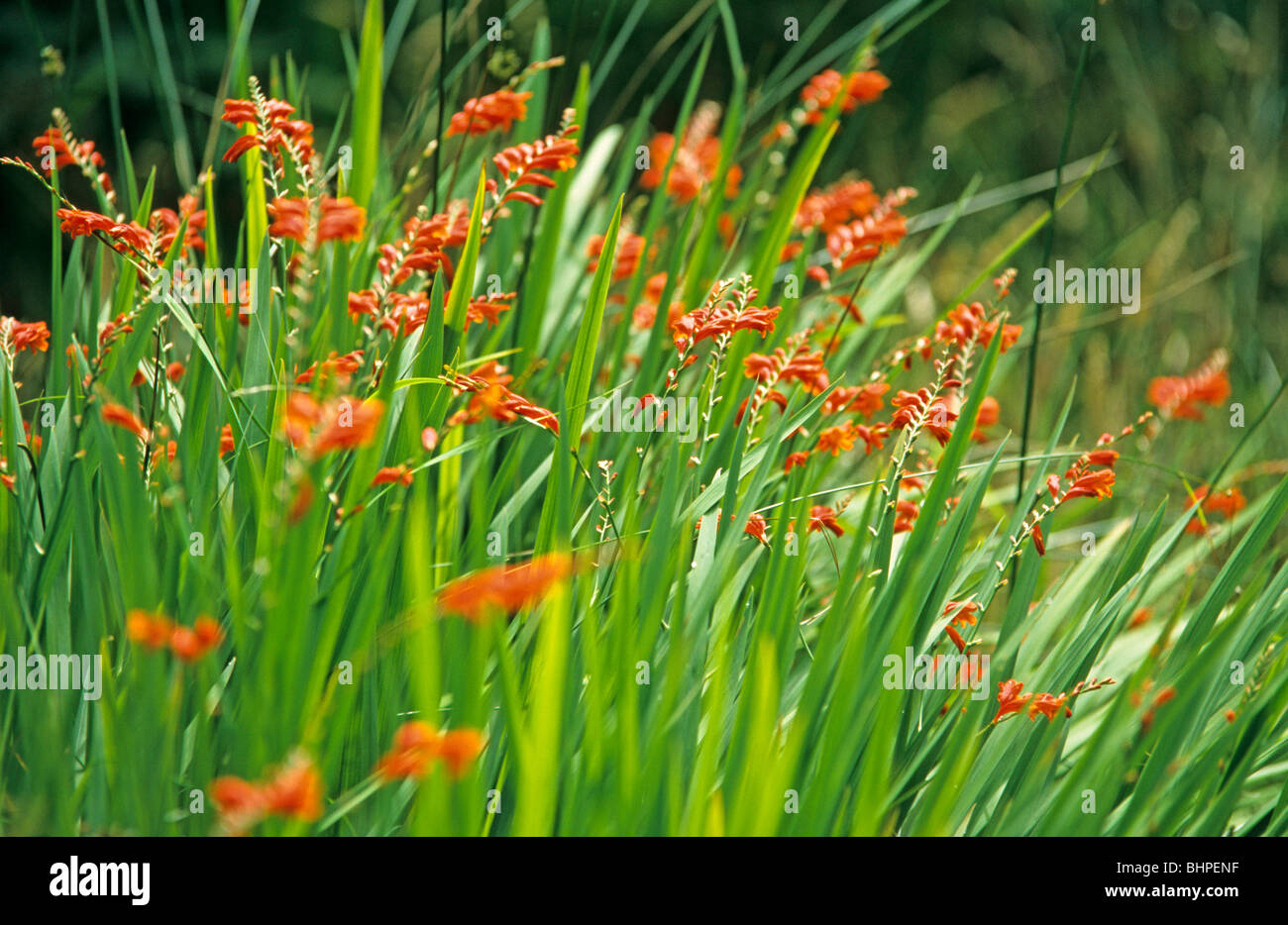 Sk158 365 hi-res stock photography and images - Alamy