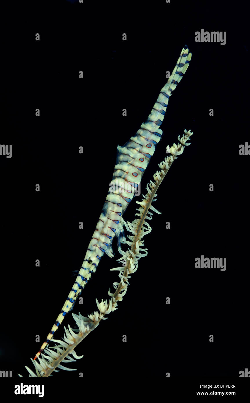 Tozeuma armatum, Needle shrimp on black coral, Bali, Indonesia, Indo ...