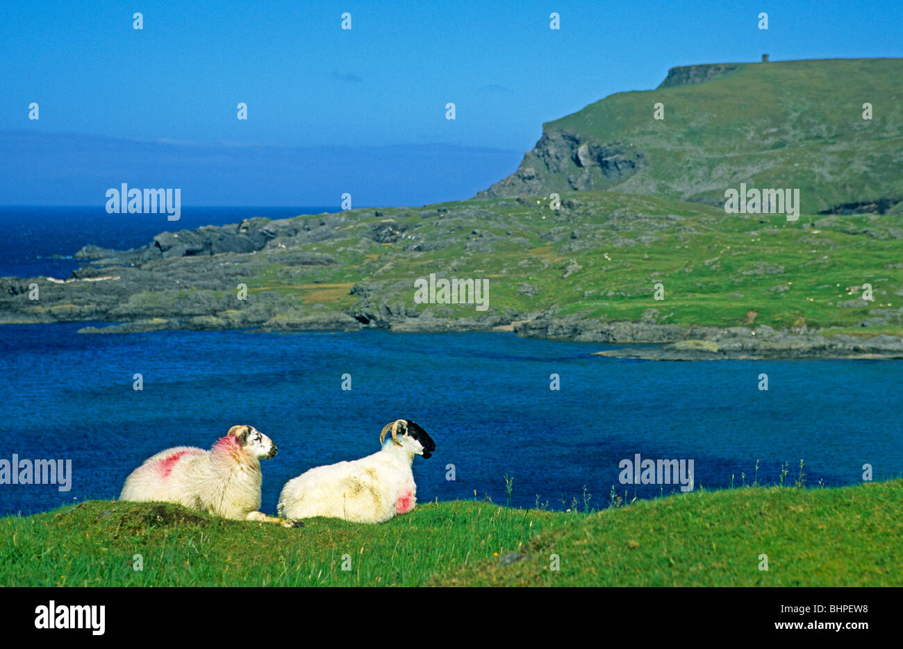 sheep in front of cliff scenery near Glencolumbcille, Co. Donegal ...