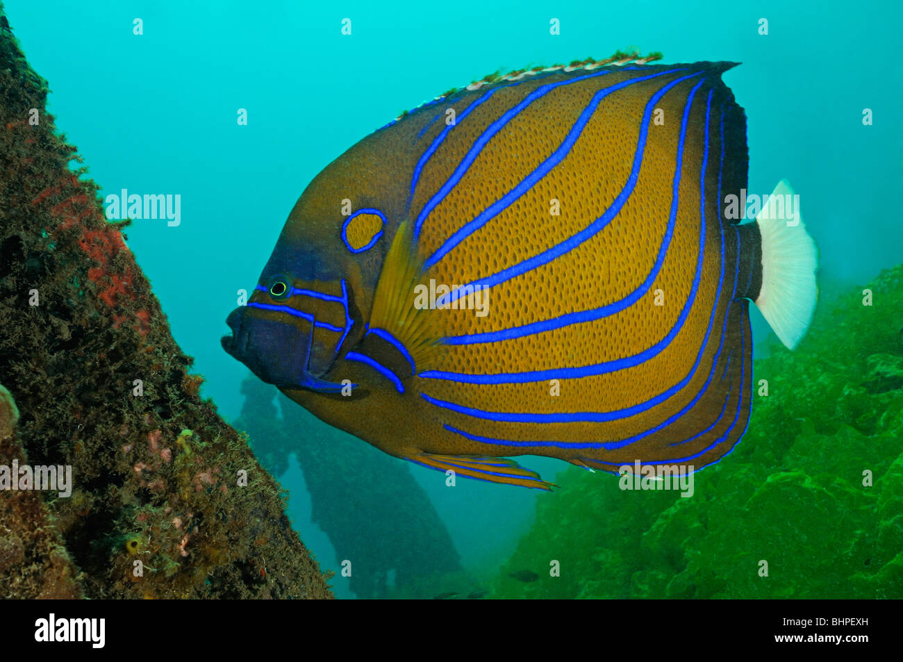 Chaetodon annularis hi-res stock photography and images - Alamy