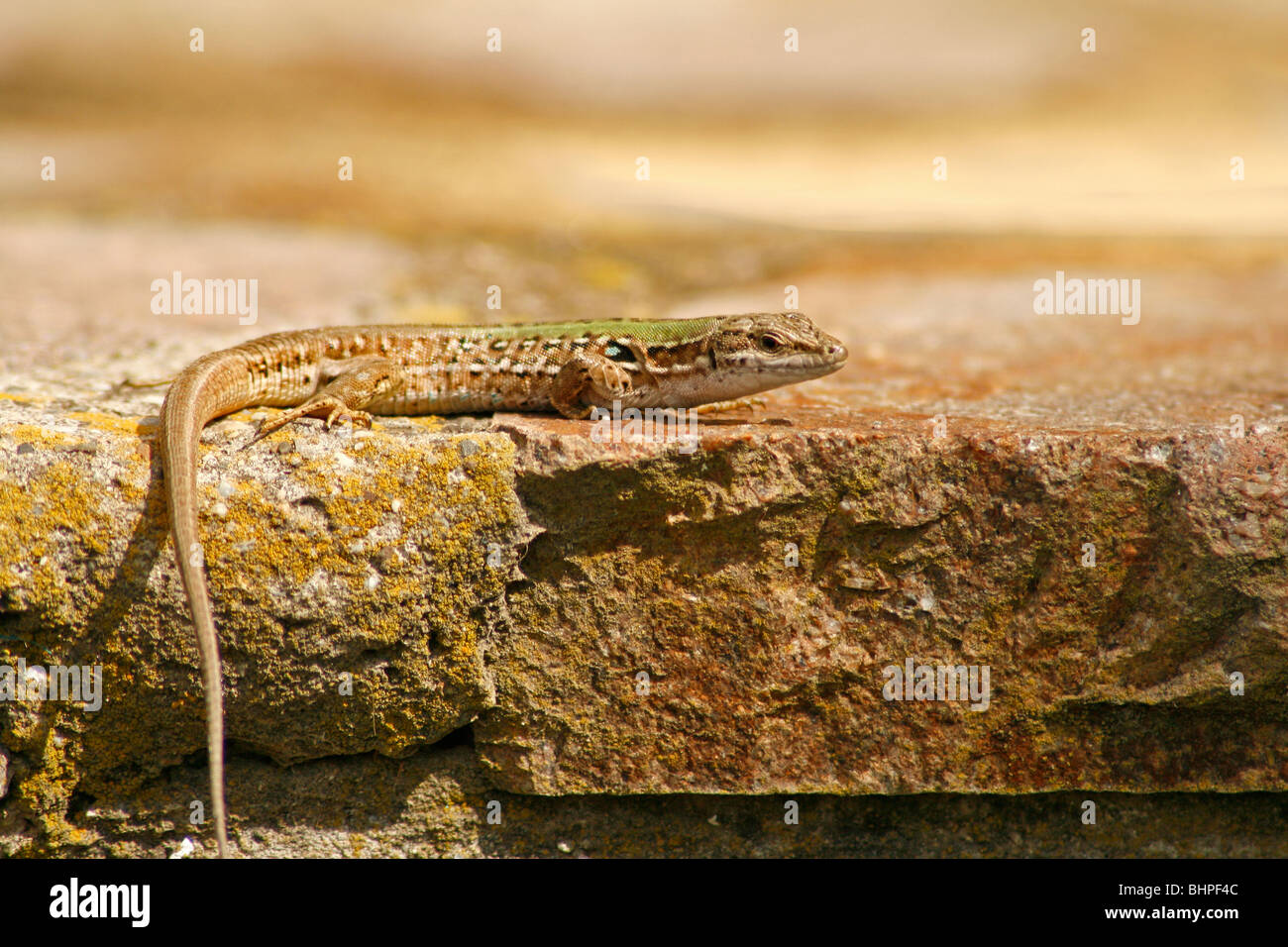 lizard on a rock Stock Photo - Alamy